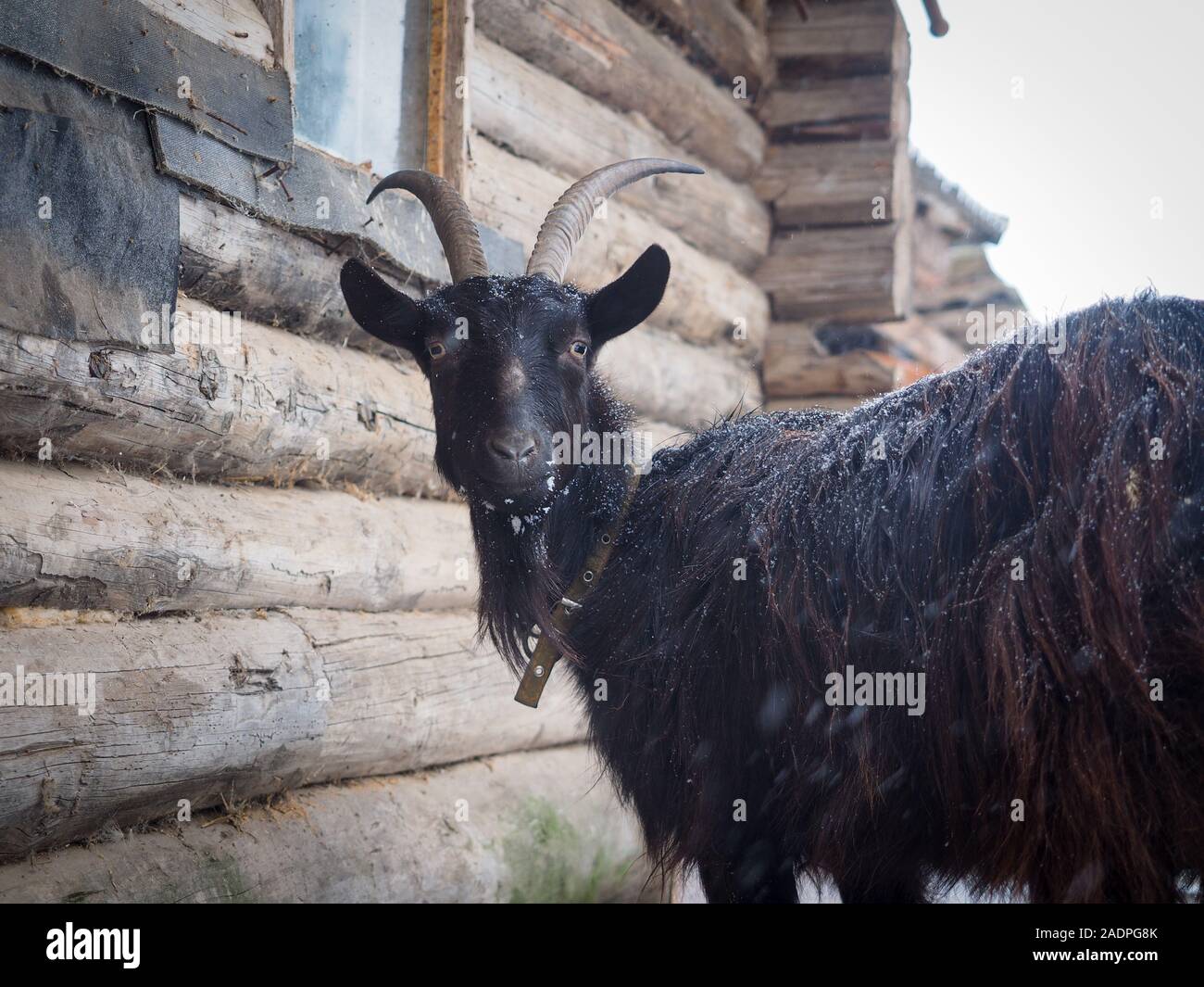 Portrait of a black goat in the snow on a farm Stock Photo - Alamy