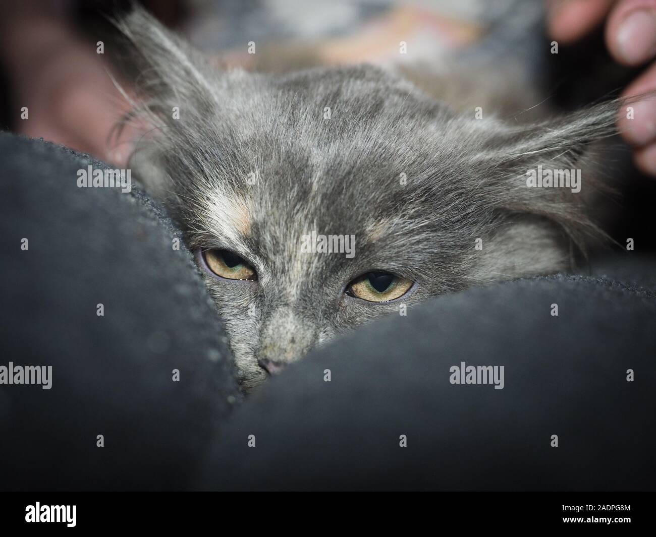 Disgruntled feline hi-res stock photography and images - Alamy