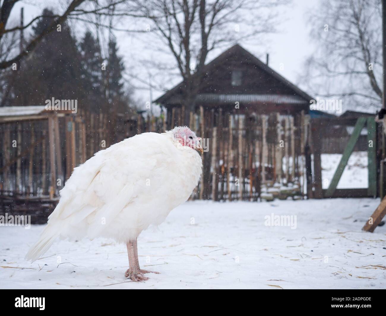 Frozen turkey poultry hi-res stock photography and images - Alamy