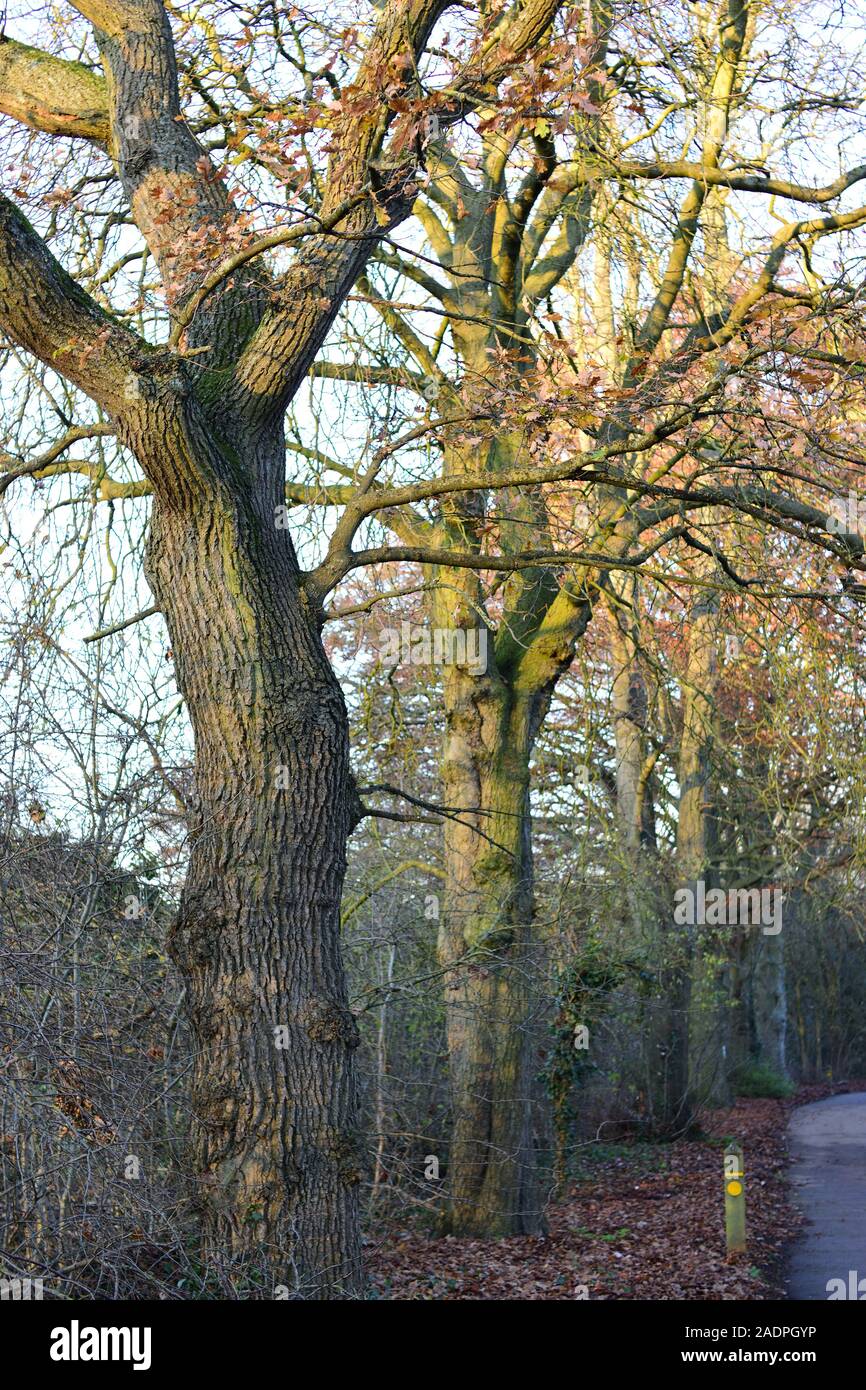 Trees in a park along a road Stock Photo - Alamy