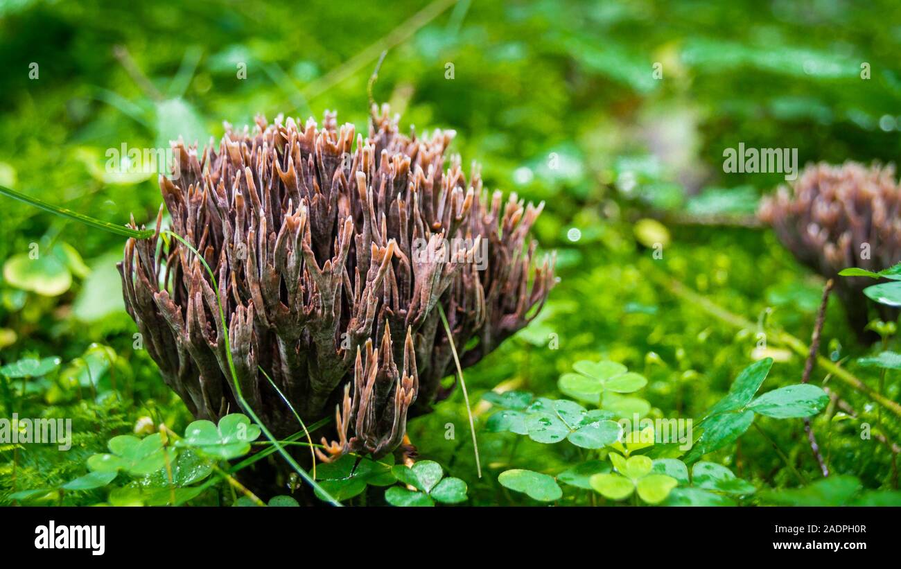 Giftig toxic hi-res stock photography and images - Alamy