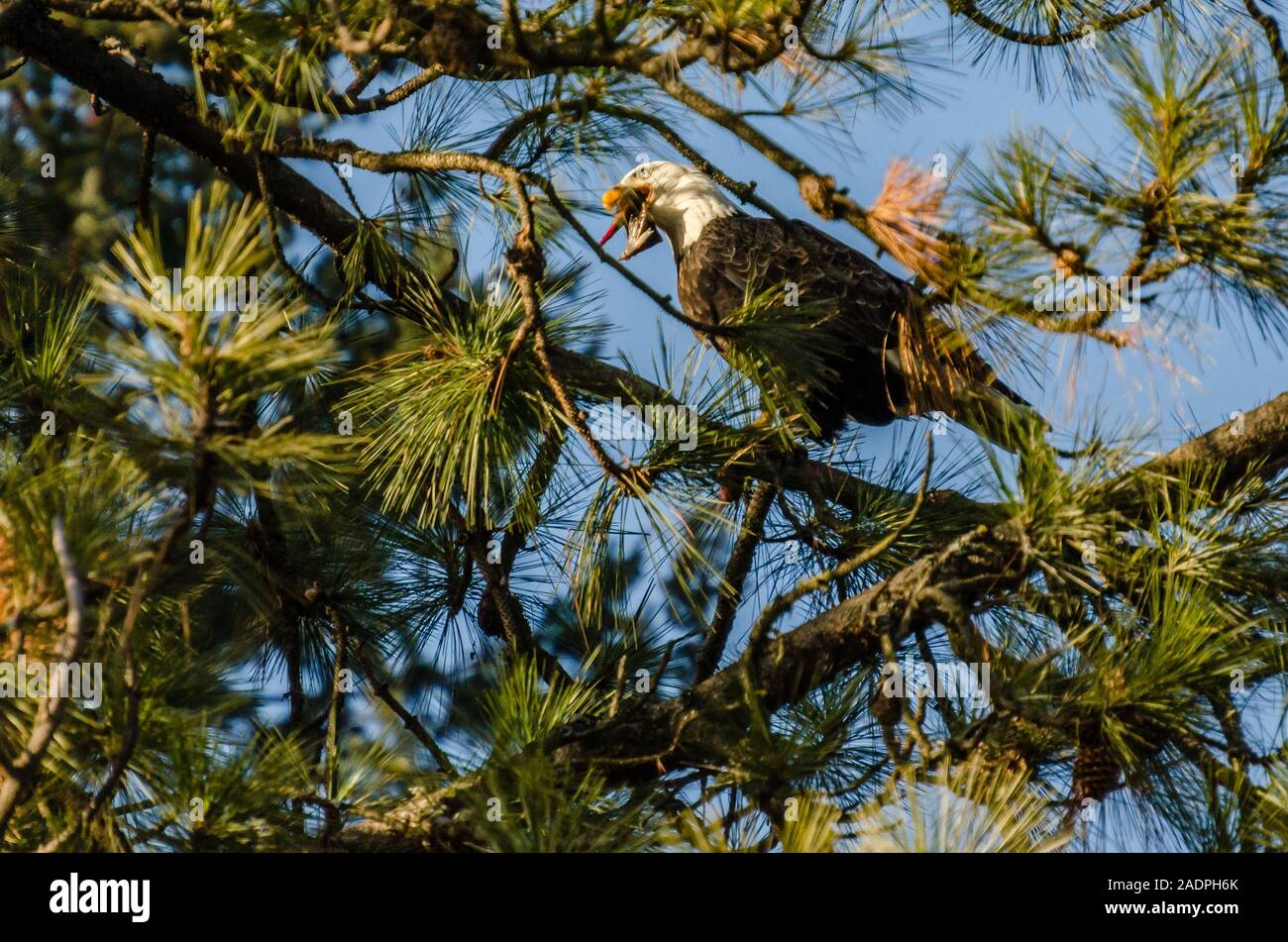 Beautiful bald eagle hawk hi-res stock photography and images - Alamy