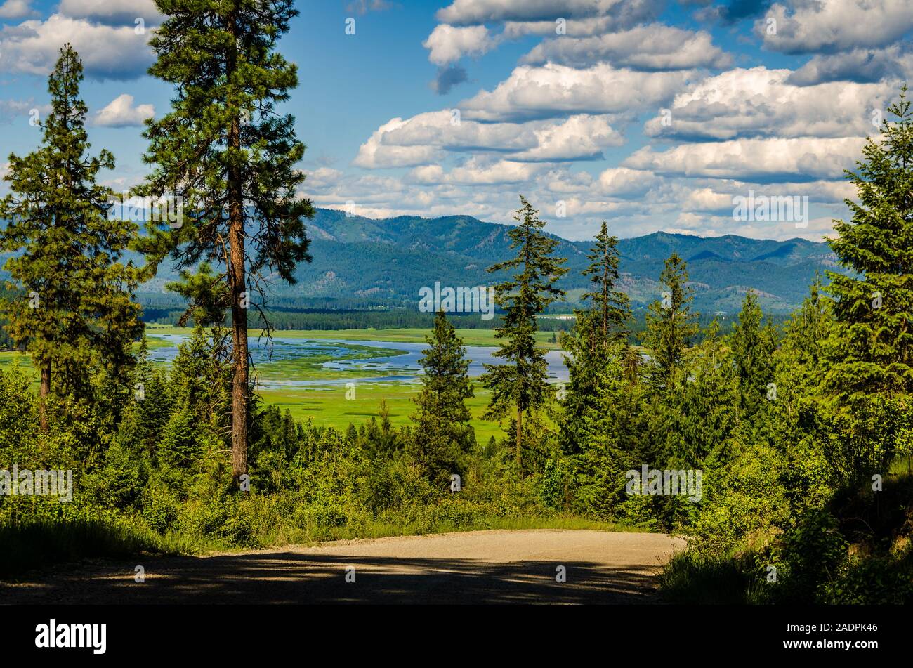 Washington creek pine hi-res stock photography and images - Alamy