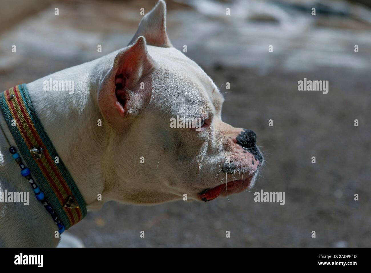 dogo argentino lying on the ground Stock Photo - Alamy