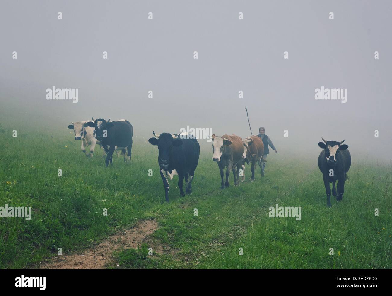 Cows in the mist: a blanket of warm light and fog covering the cows in ...