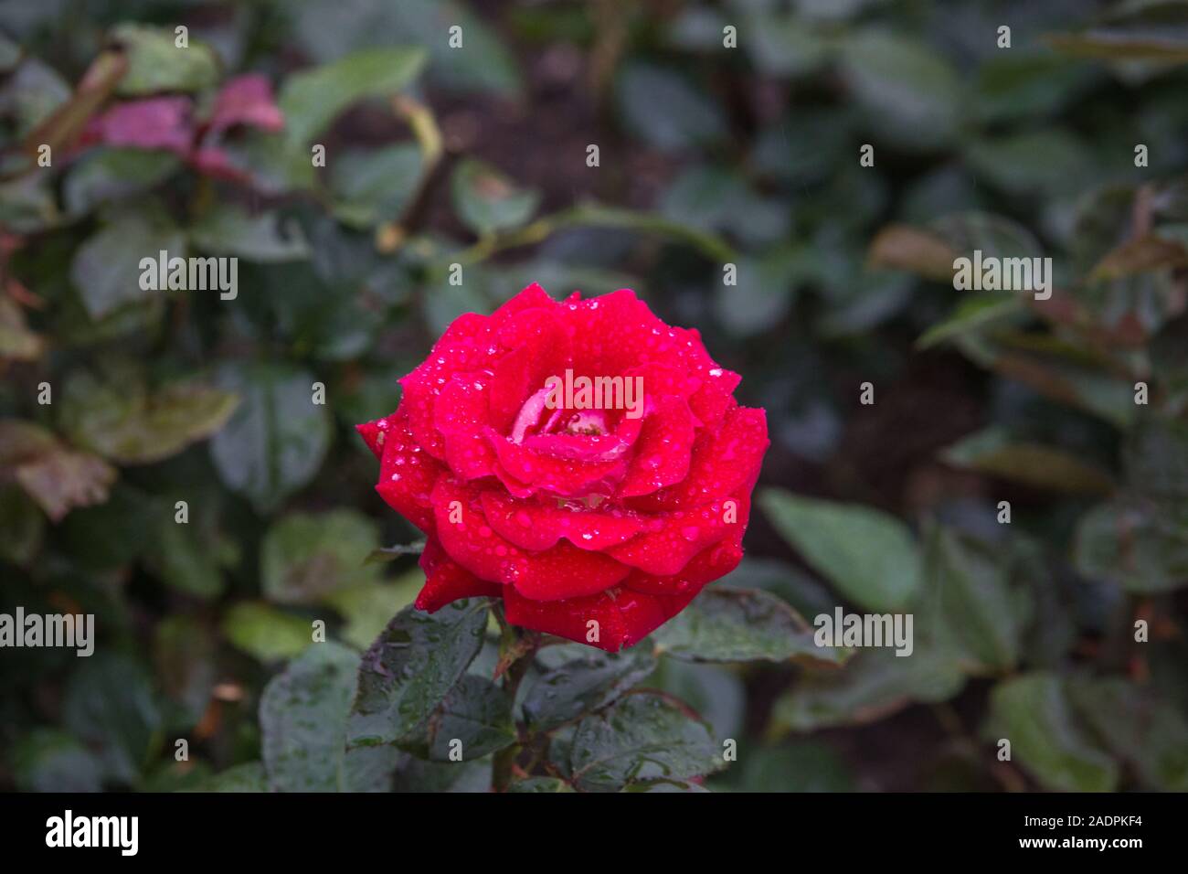 Garden with bushes of very beautiful and fragrant red roses, on the ...