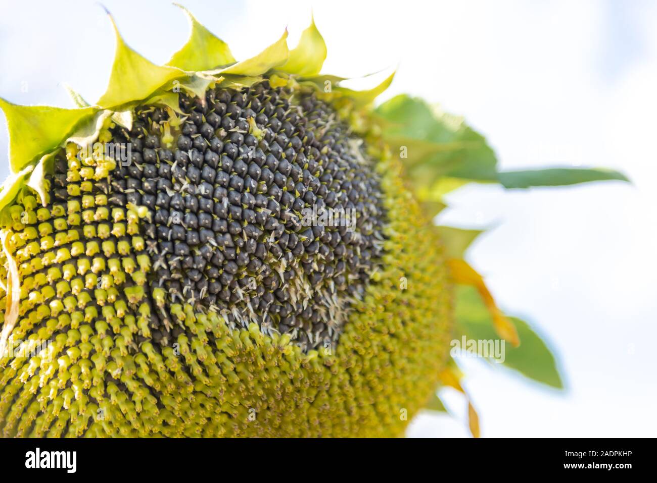 Sunflower. Big, ripe sunflower with black seeds. Sunflower seeds ...