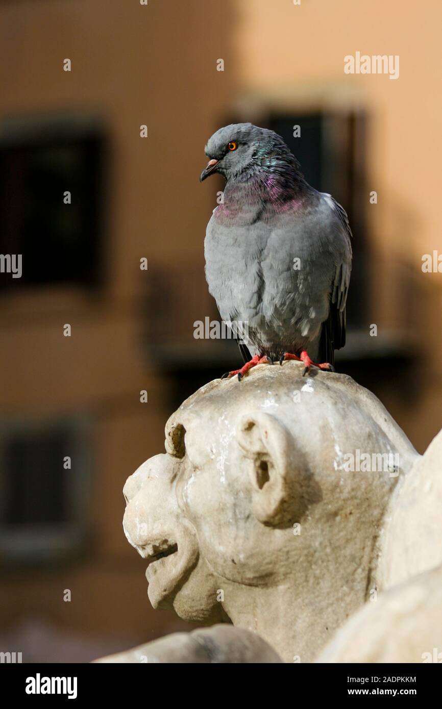 Dodo Statue High Resolution Stock Photography and Images - Alamy