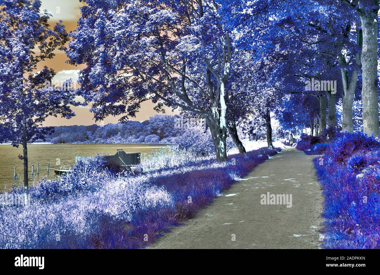 Beautiful infrared landscape with trees and a country road Stock Photo ...