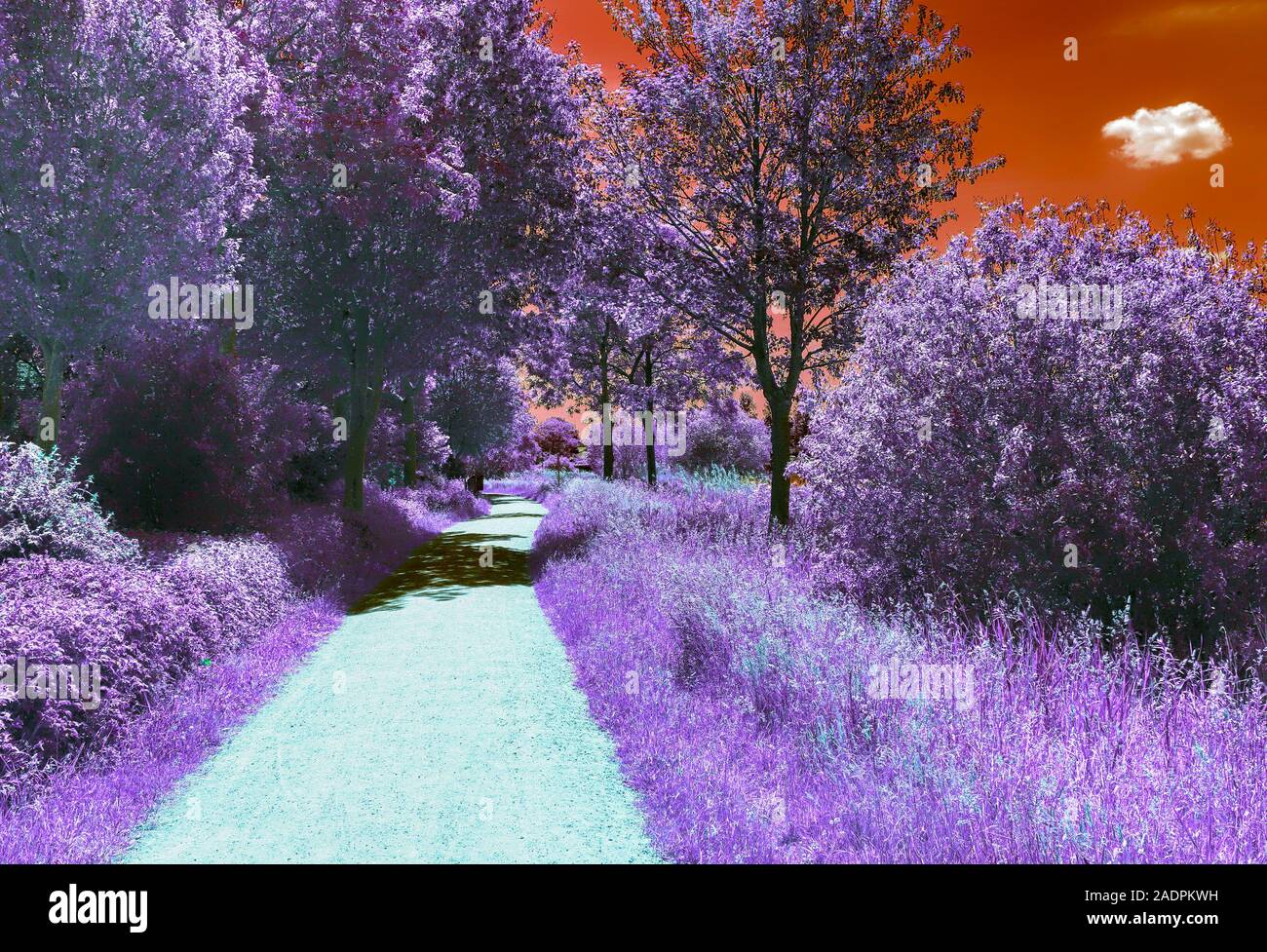 Beautiful infrared landscape with trees and a country road Stock Photo ...