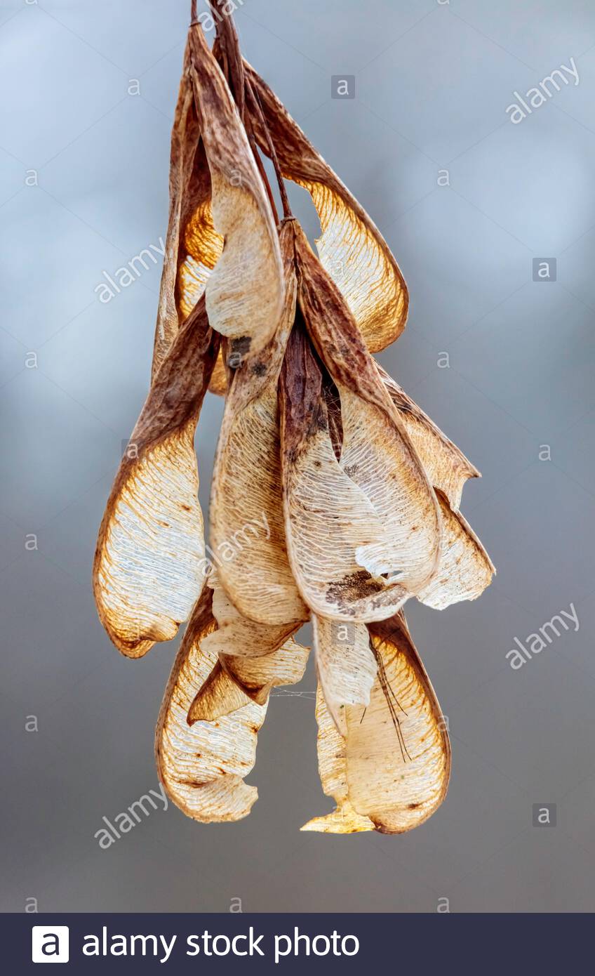 Seed Box High Resolution Stock Photography and Images - Alamy