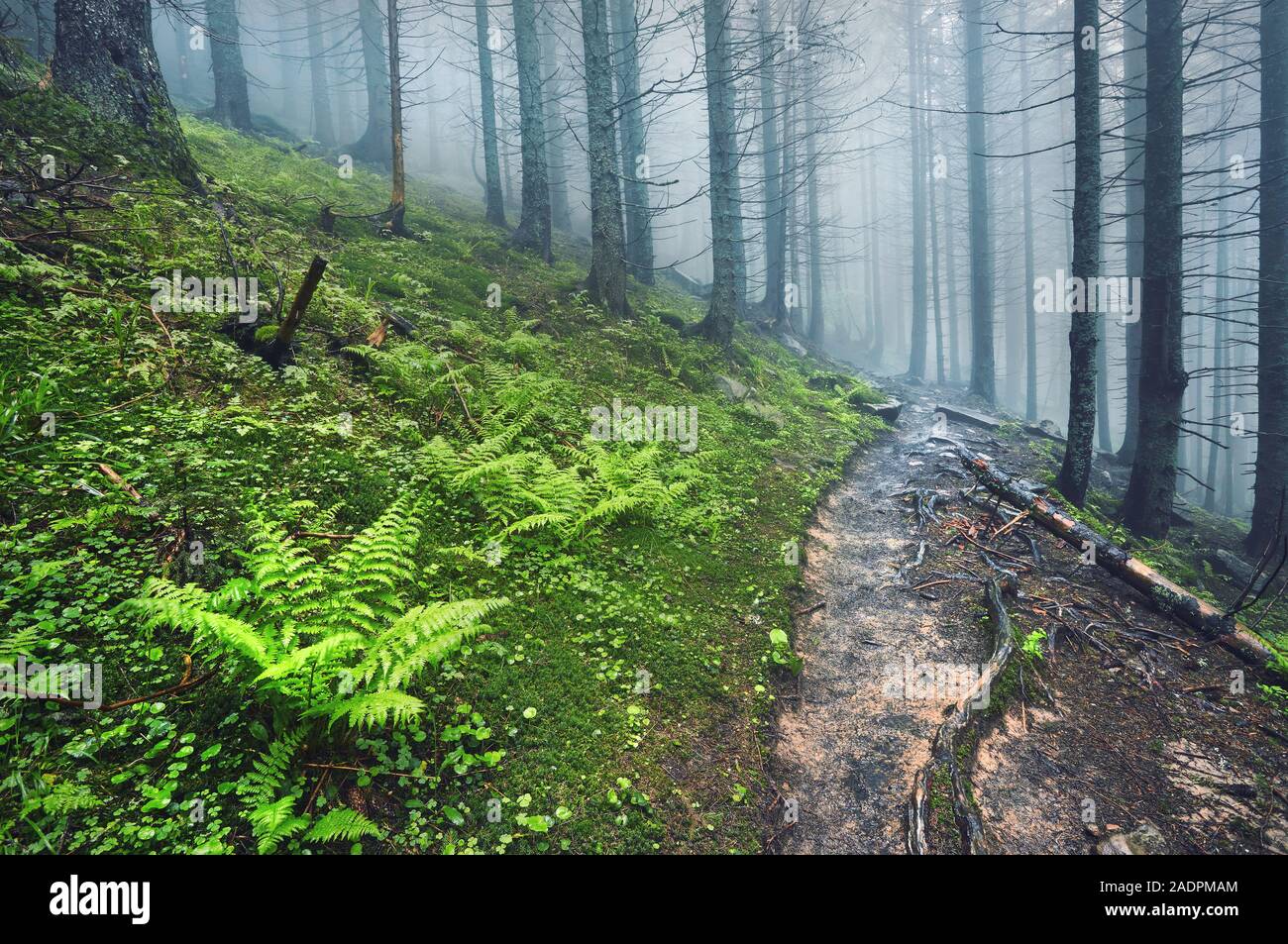 A forest path through heavy forest, light fog and fern line Stock Photo ...