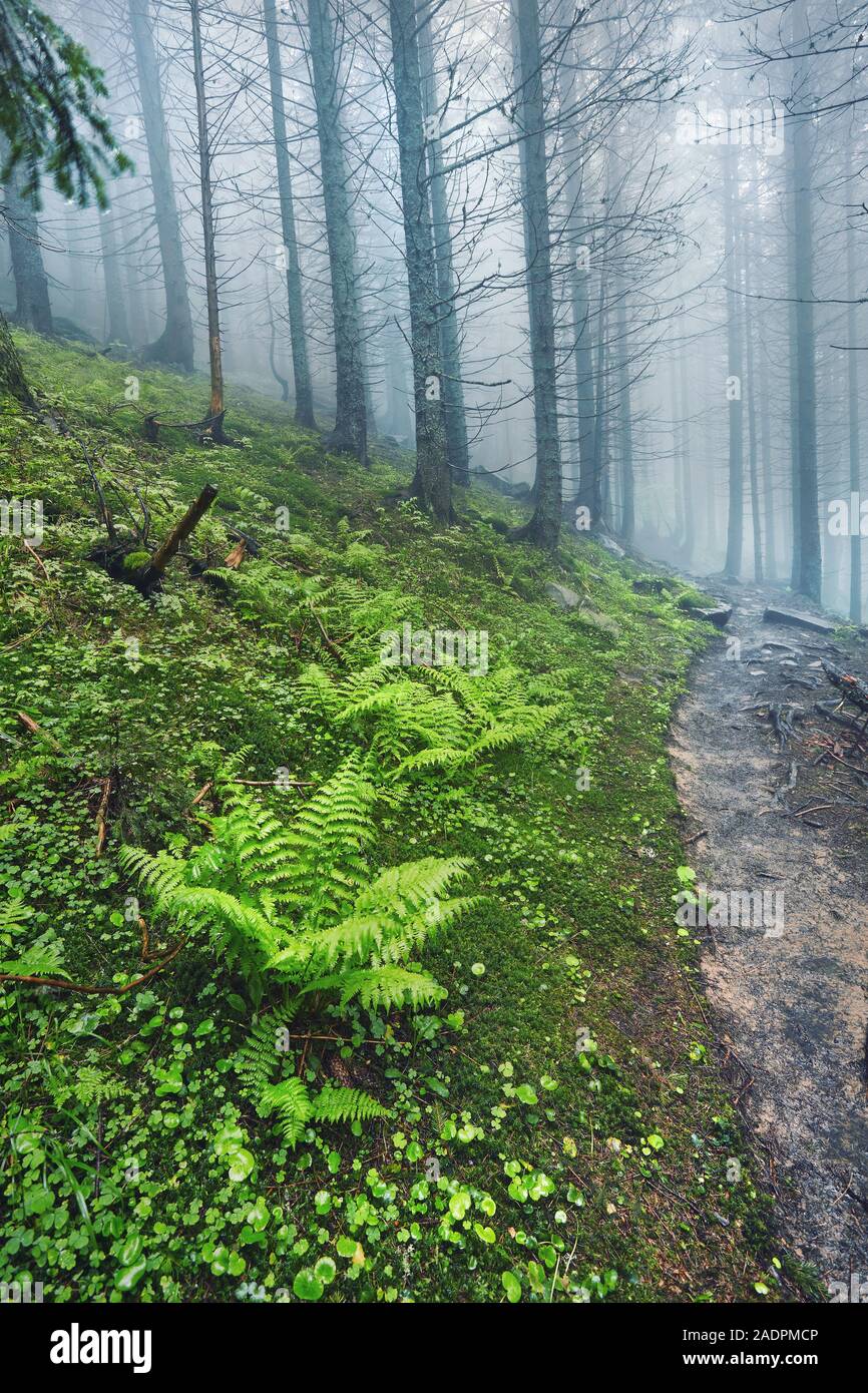 A forest path through heavy forest, light fog and fern line Stock Photo ...