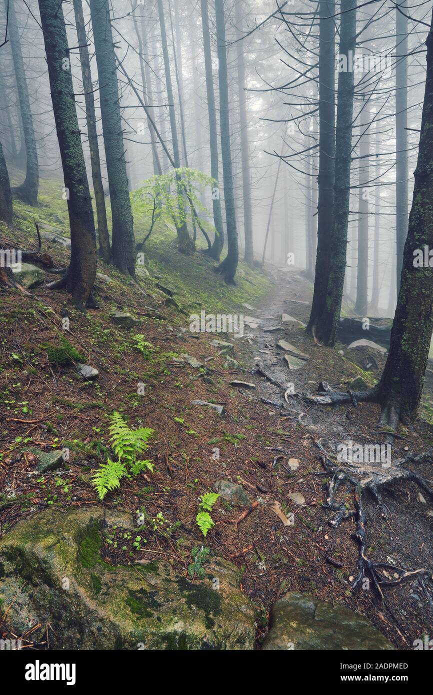 A forest path through heavy forest, light fog and fern line Stock Photo ...