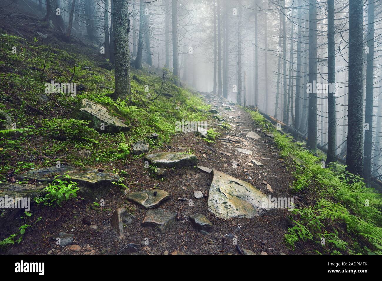 A forest path through heavy forest, light fog and fern line Stock Photo ...