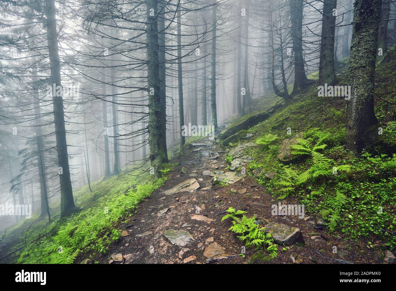 A forest path through heavy forest, light fog and fern line Stock Photo ...