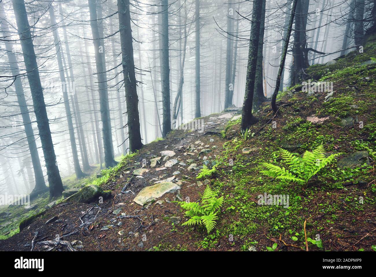 A forest path through heavy forest, light fog and fern line Stock Photo ...