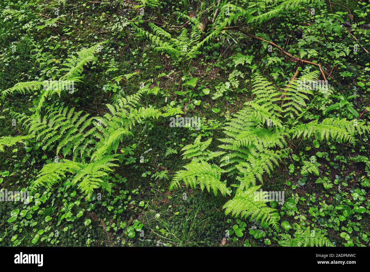 A forest path through heavy forest, light fog and fern line Stock Photo ...