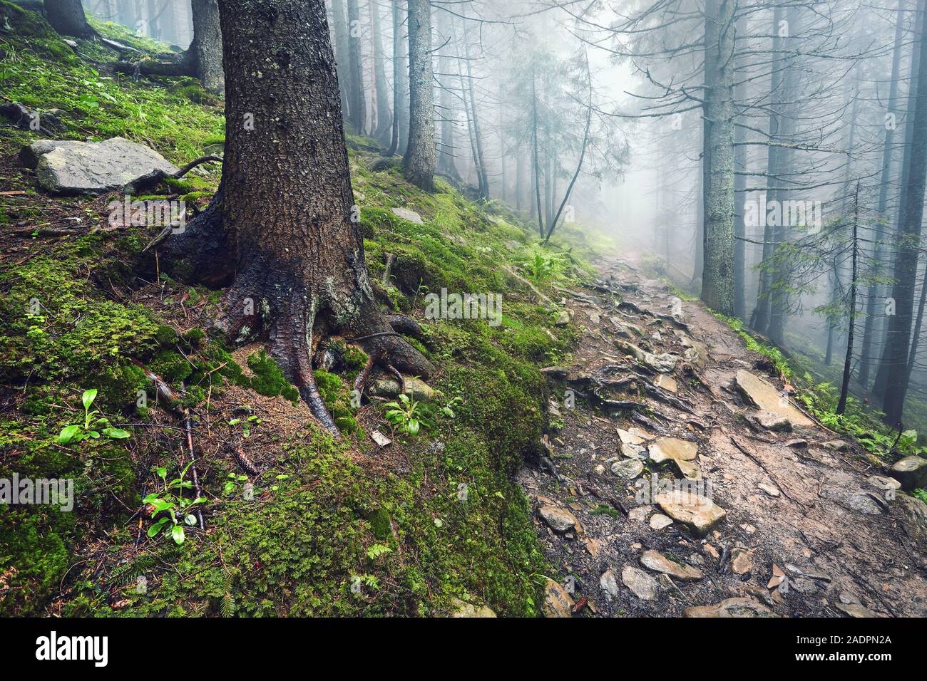 A forest path through heavy forest, light fog and fern line Stock Photo ...