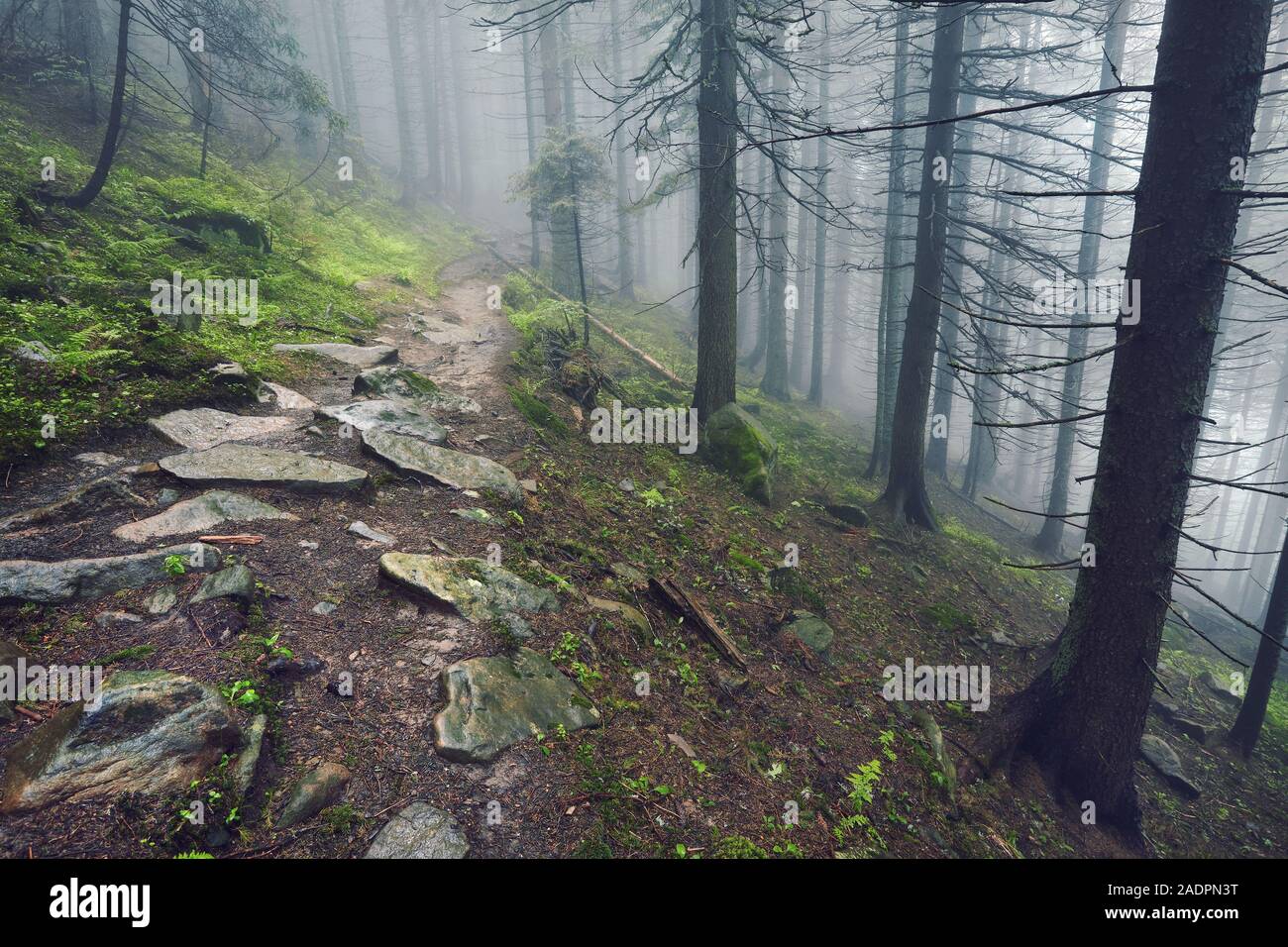 A forest path through heavy forest, light fog and fern line Stock Photo ...