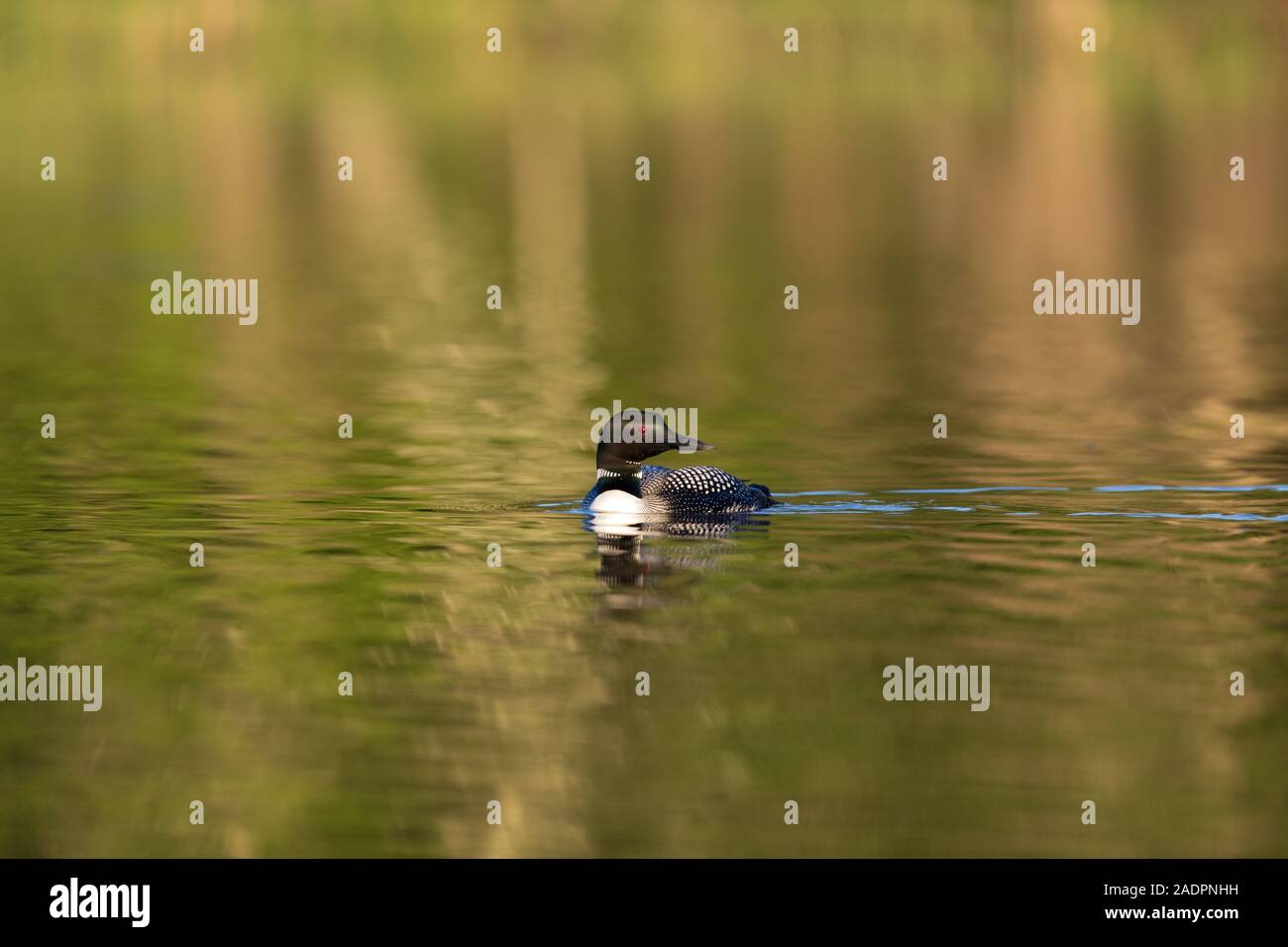 Common loon swimming in a northern Wisconsin lake Stock Photo - Alamy