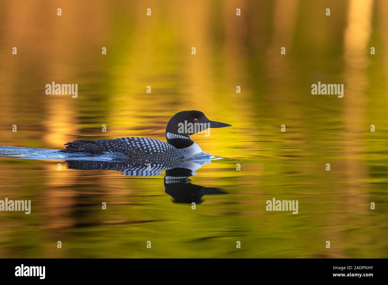 Common loon swimming in a northern Wisconsin lake Stock Photo - Alamy