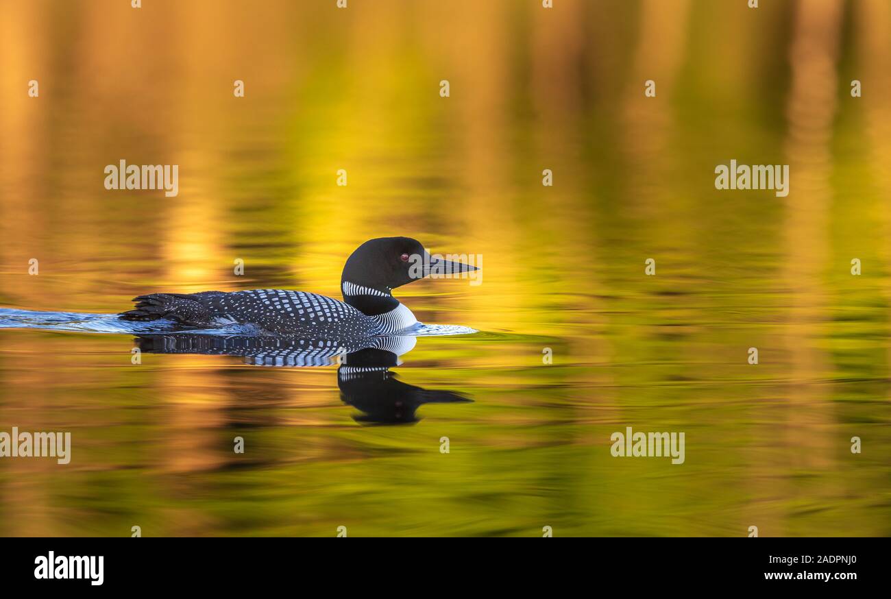 Common loon swimming in a northern Wisconsin lake Stock Photo - Alamy