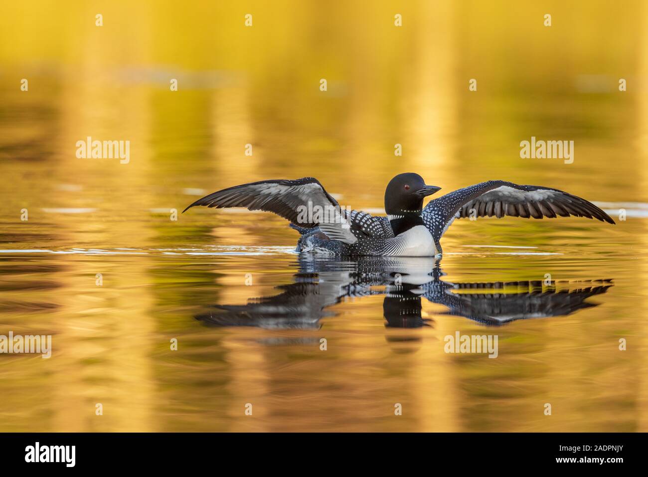 Stretching one wing hi-res stock photography and images - Alamy