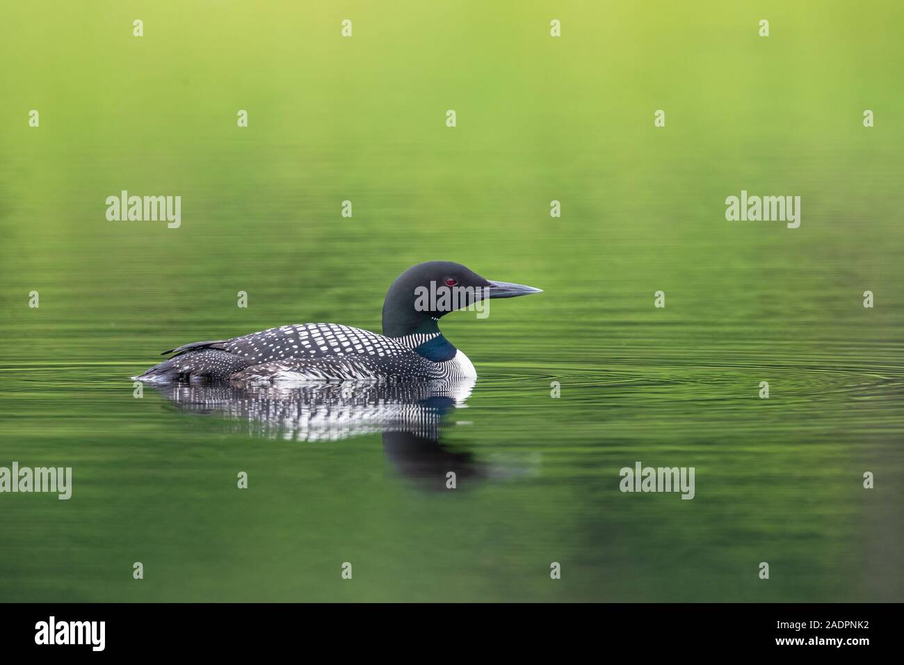 Common loon swimming in a northern Wisconsin lake Stock Photo - Alamy