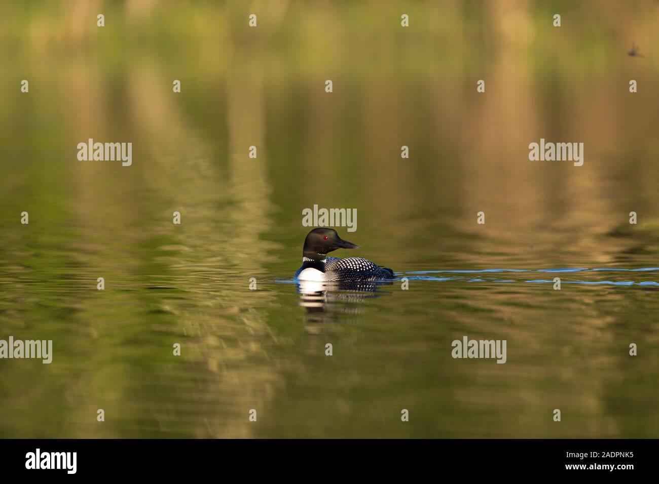 Common loon swimming in a northern Wisconsin lake Stock Photo - Alamy