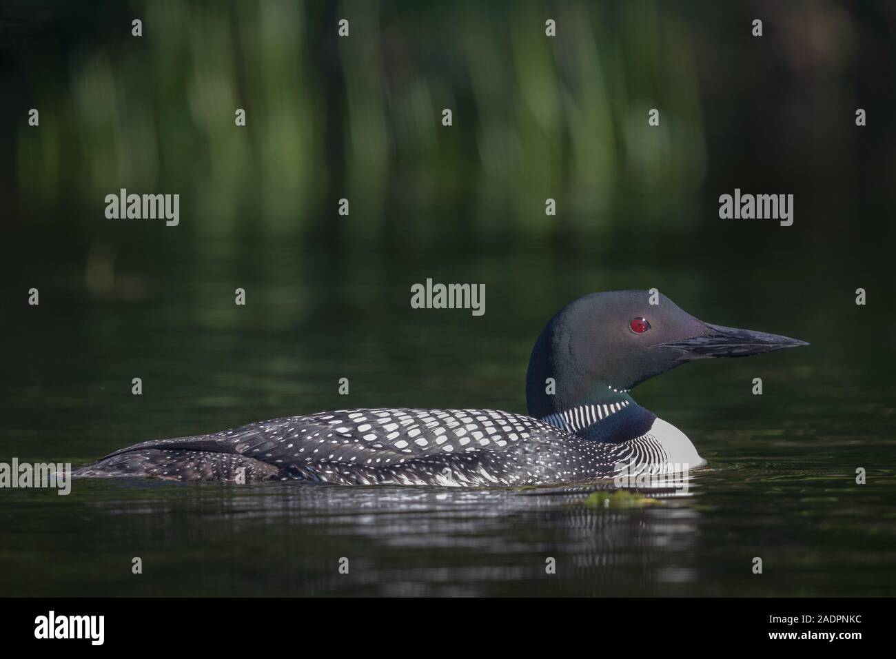 Common loon swimming in a northern Wisconsin lake Stock Photo - Alamy