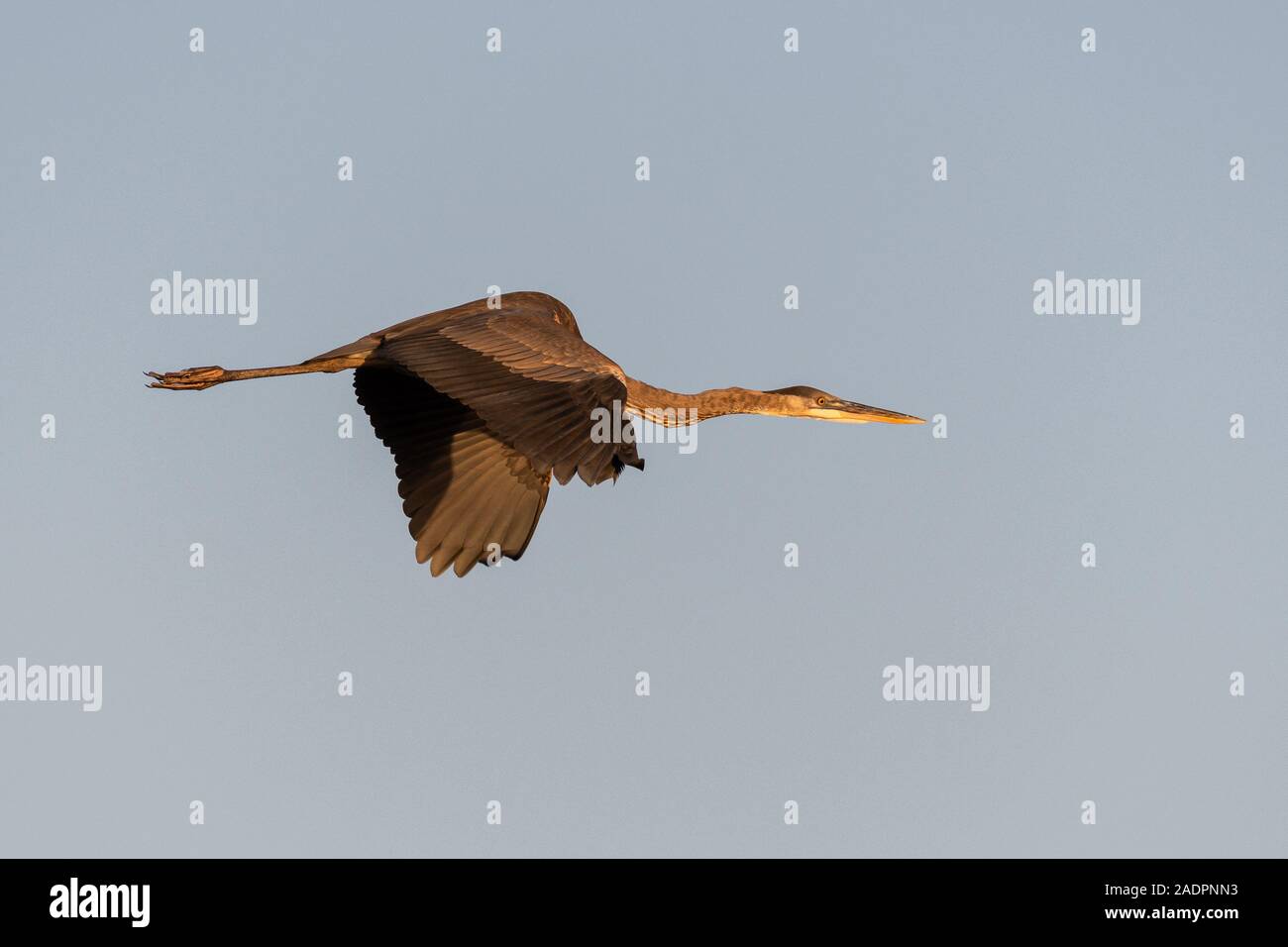 Great egret photography hi-res stock photography and images - Alamy