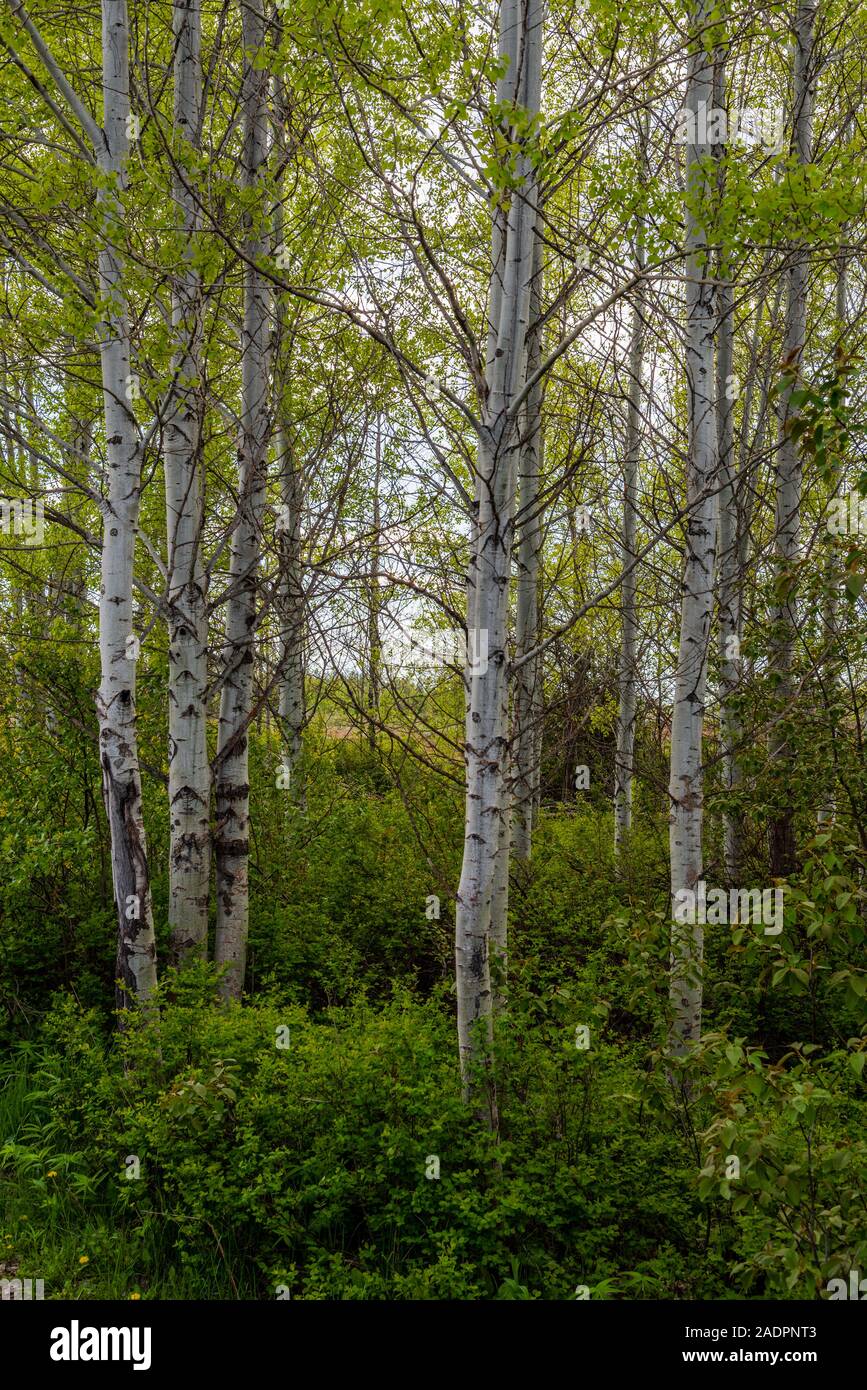 Spring Aspen Grove Stock Photo - Alamy