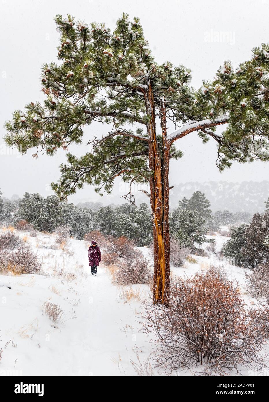 Lone woman hiking in winter snowstorm; Little Rainbow Trail; Salida ...