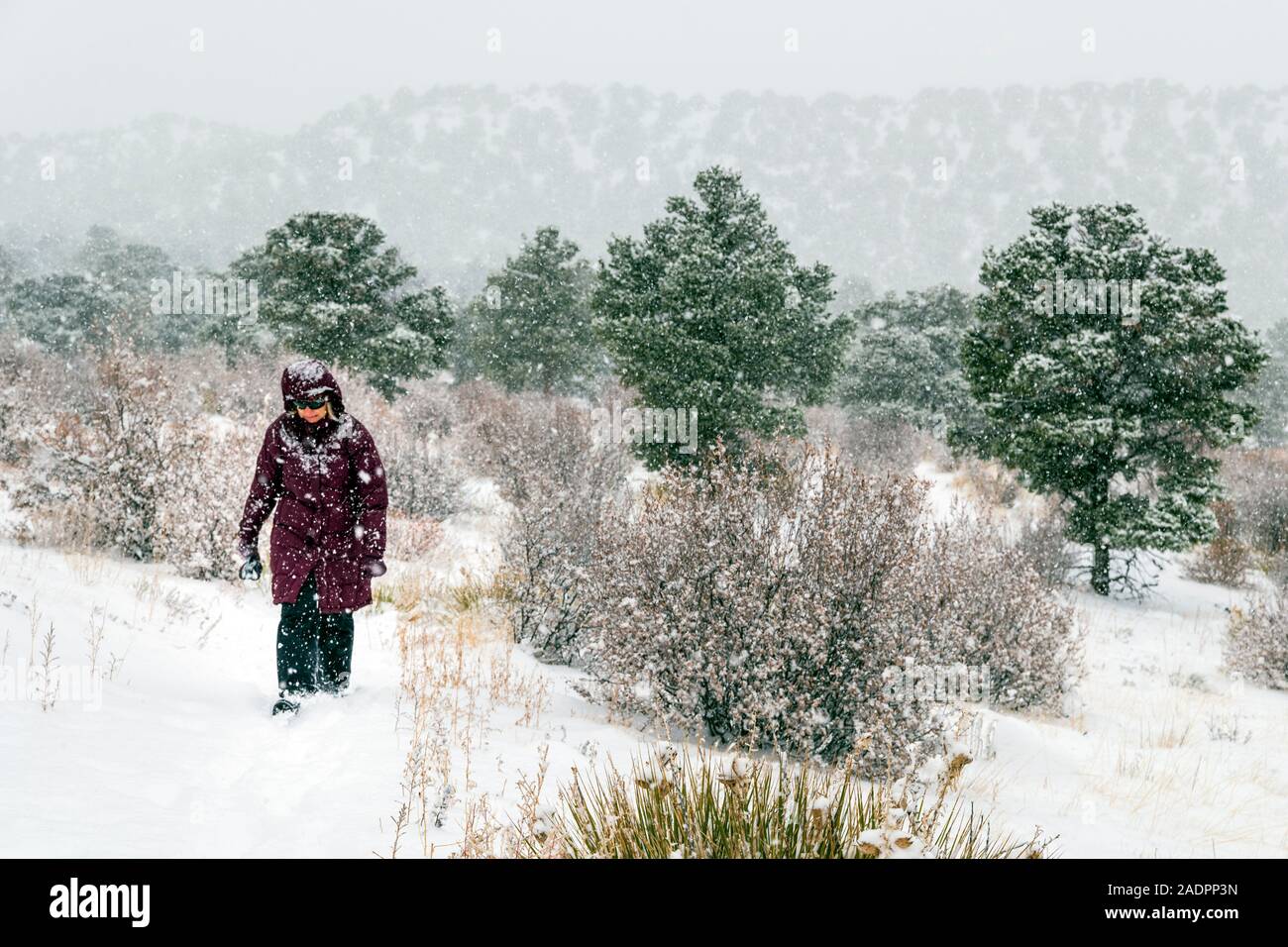Lone woman hiking in winter snowstorm; Little Rainbow Trail; Salida ...