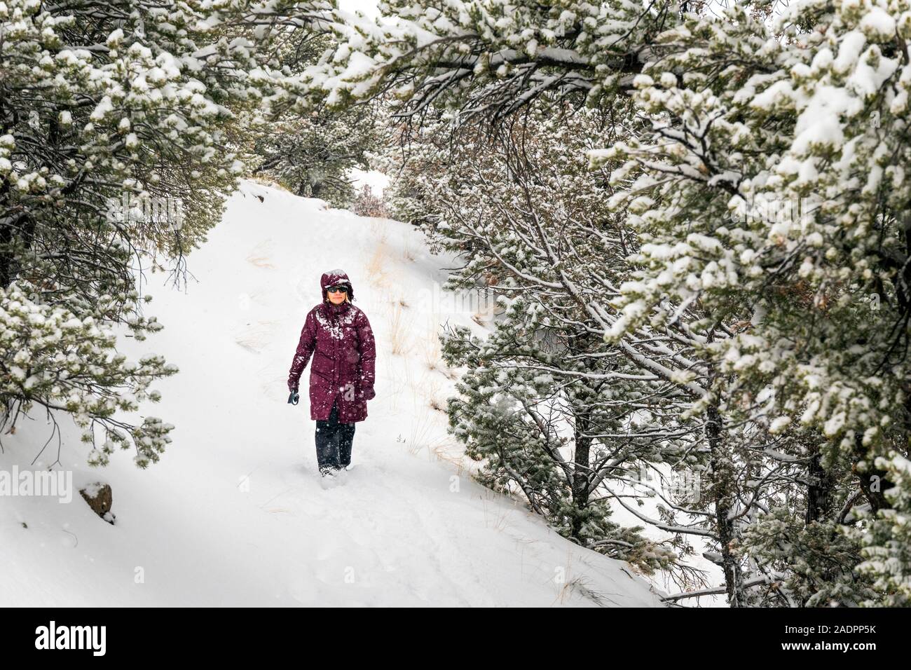 Woman walking in snow blizzard hi-res stock photography and images - Alamy