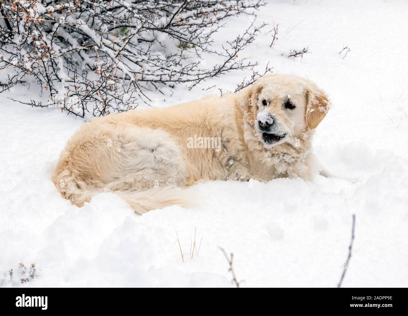 Golden winter hi-res stock photography and images - Alamy