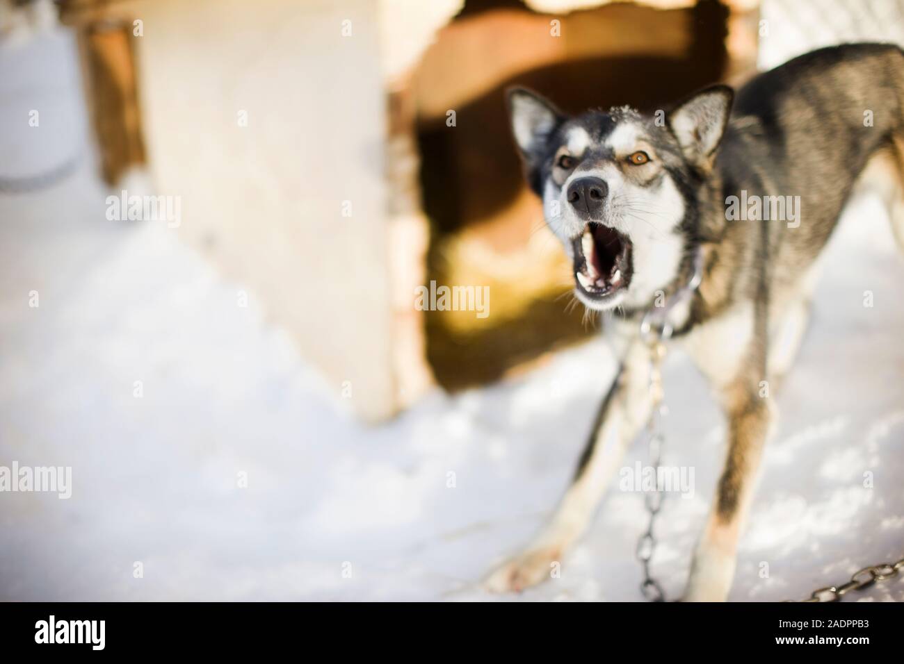 Barking dog sound hi-res stock photography and images - Alamy