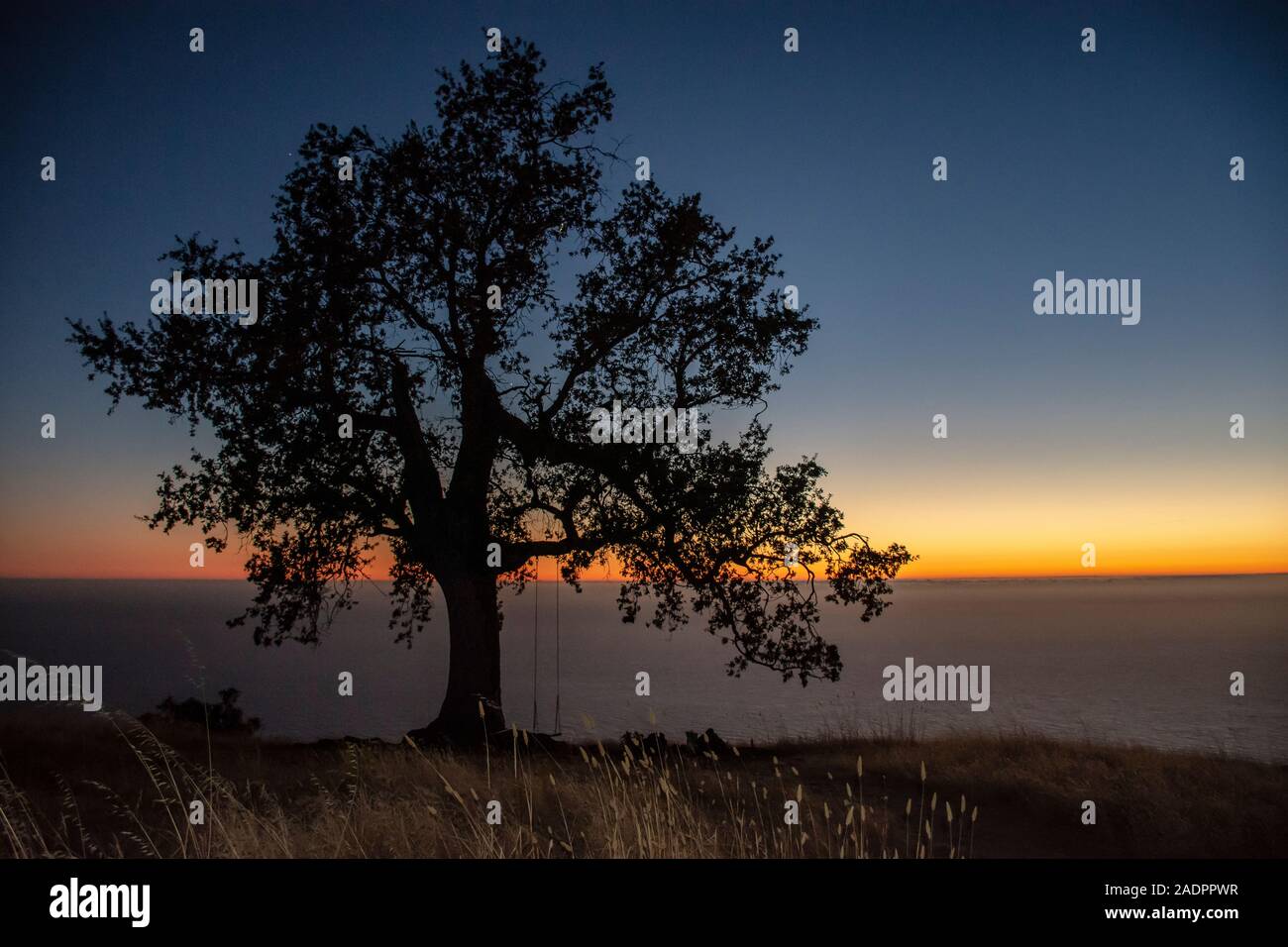 Single oak tree grows on hillside overlooking ocean and beautiful ...