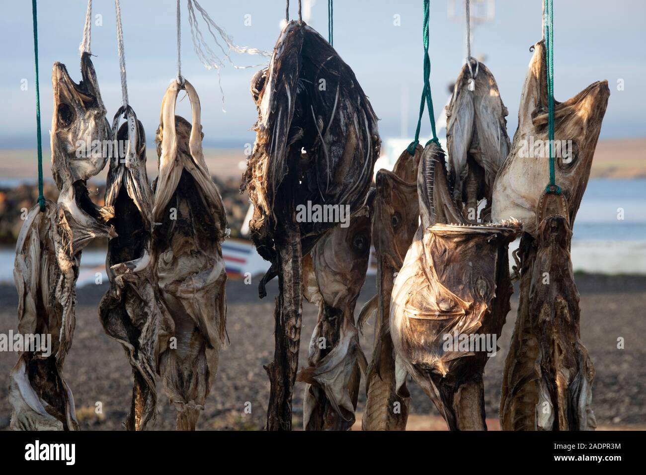 Fish drying rack, Hvammstangi, Iceland Stock Photo - Alamy