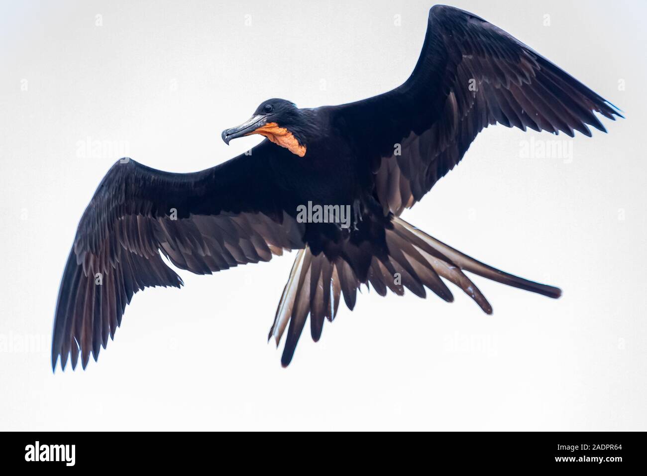 Saint Vincent and the Grenadines, Magnificent frigatebird flying Stock ...