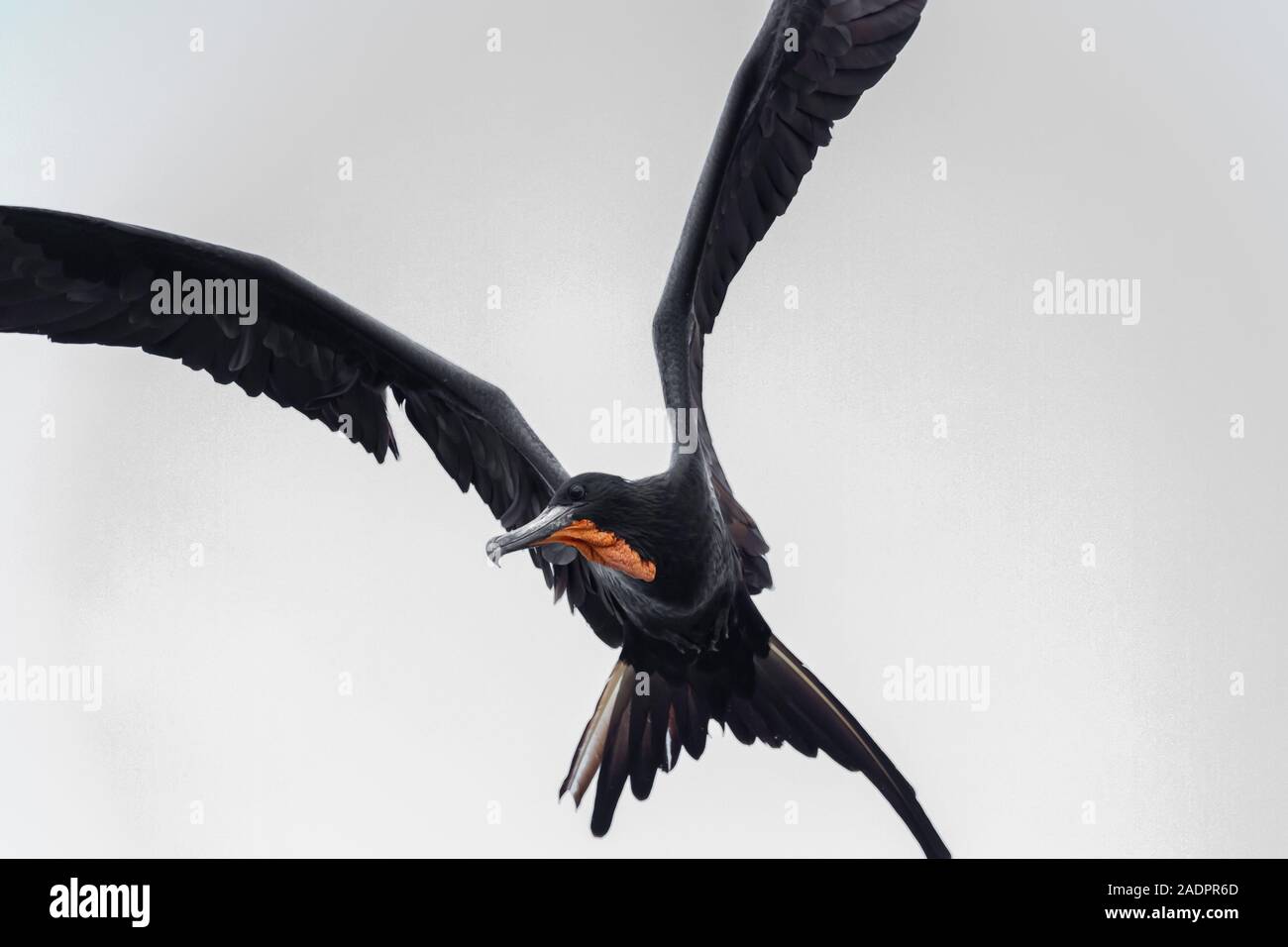 Saint Vincent and the Grenadines, Magnificent frigatebird flying Stock ...