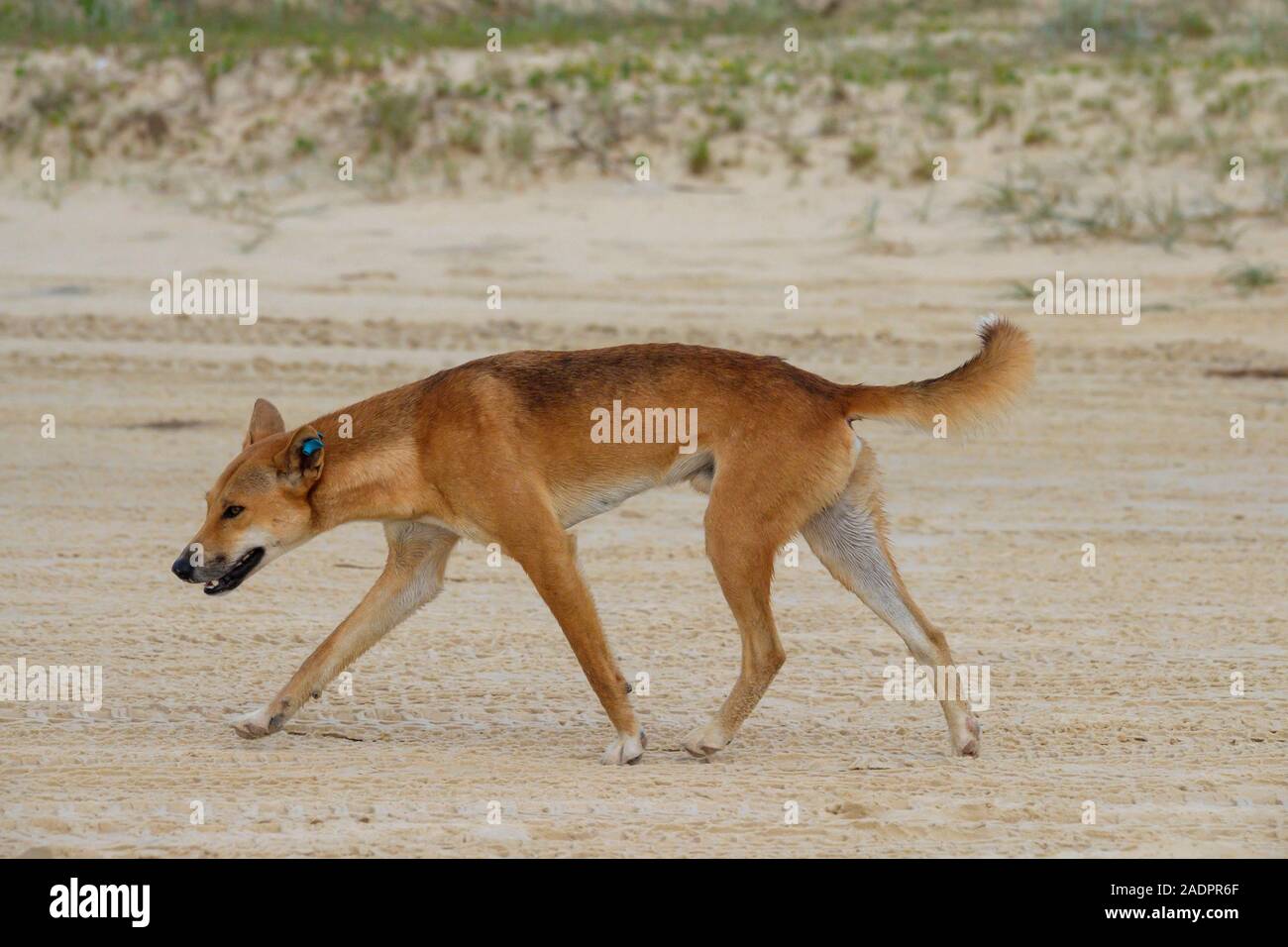 Dingo - Fraser Island Stock Photo - Alamy
