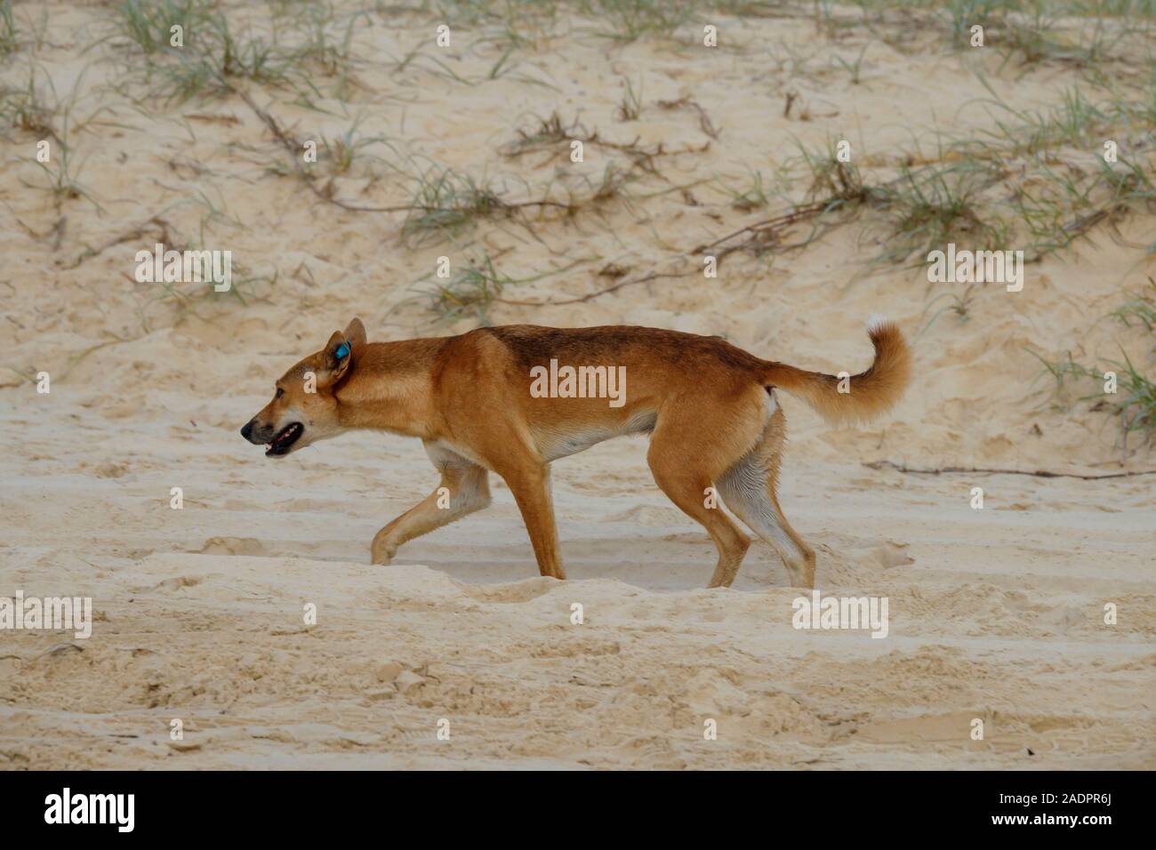 Dingo fraser island hi-res stock photography and images - Alamy