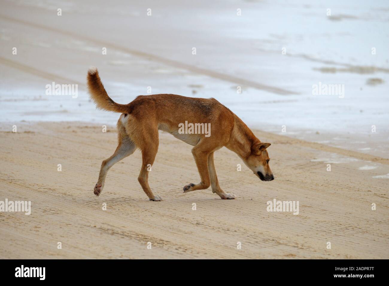Dingo - Fraser Island Stock Photo - Alamy