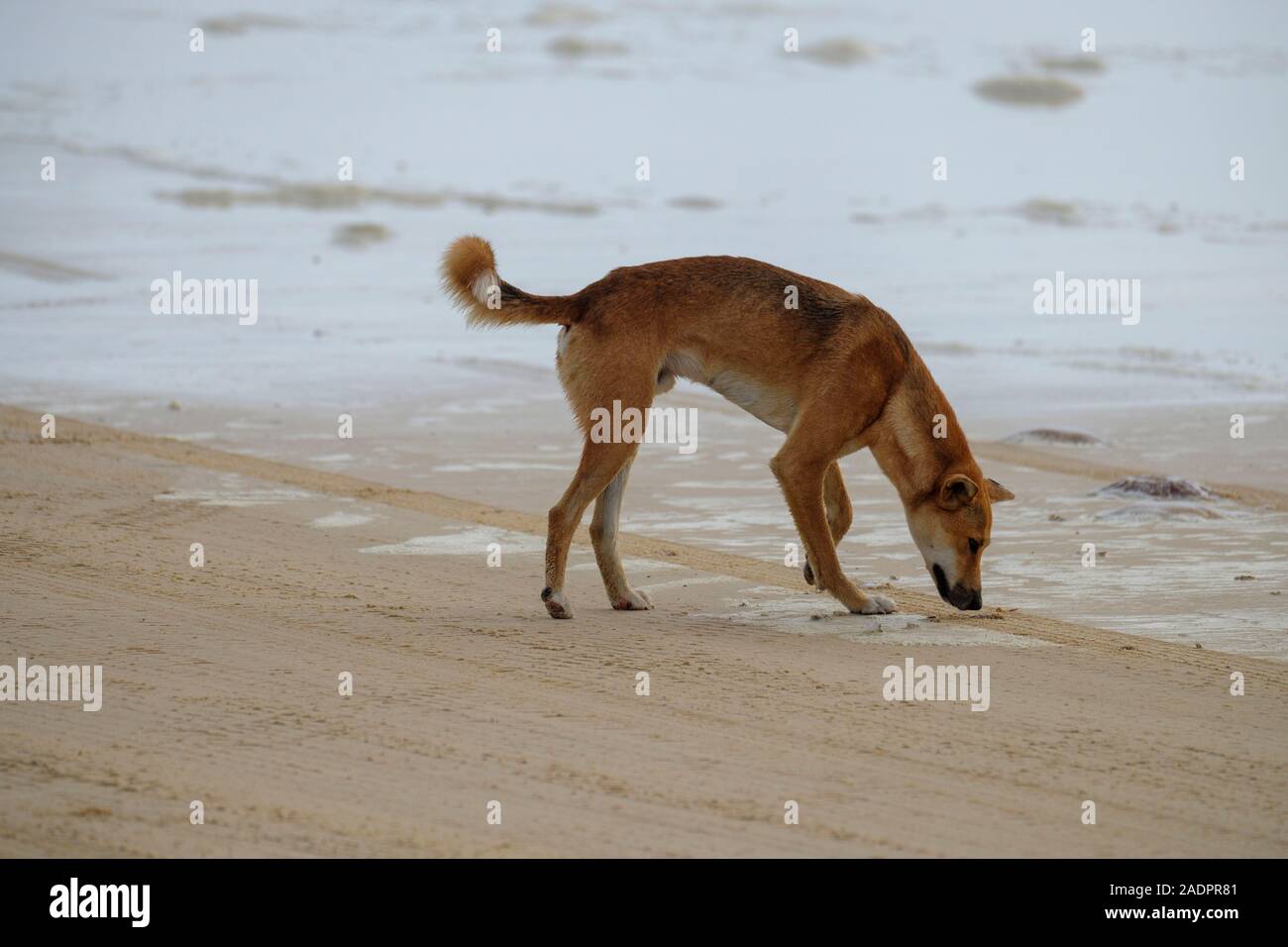 Dingo Hunt High Resolution Stock Photography and Images - Alamy