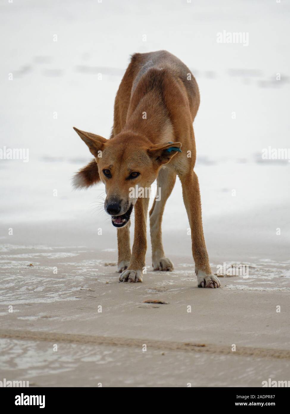 Dingo - Fraser Island Stock Photo - Alamy