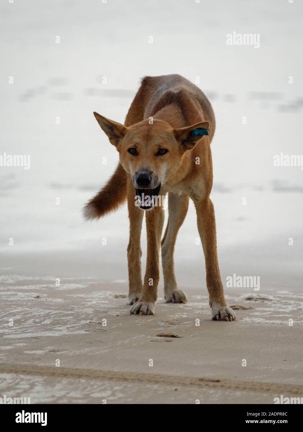 Dingo - Fraser Island Stock Photo - Alamy
