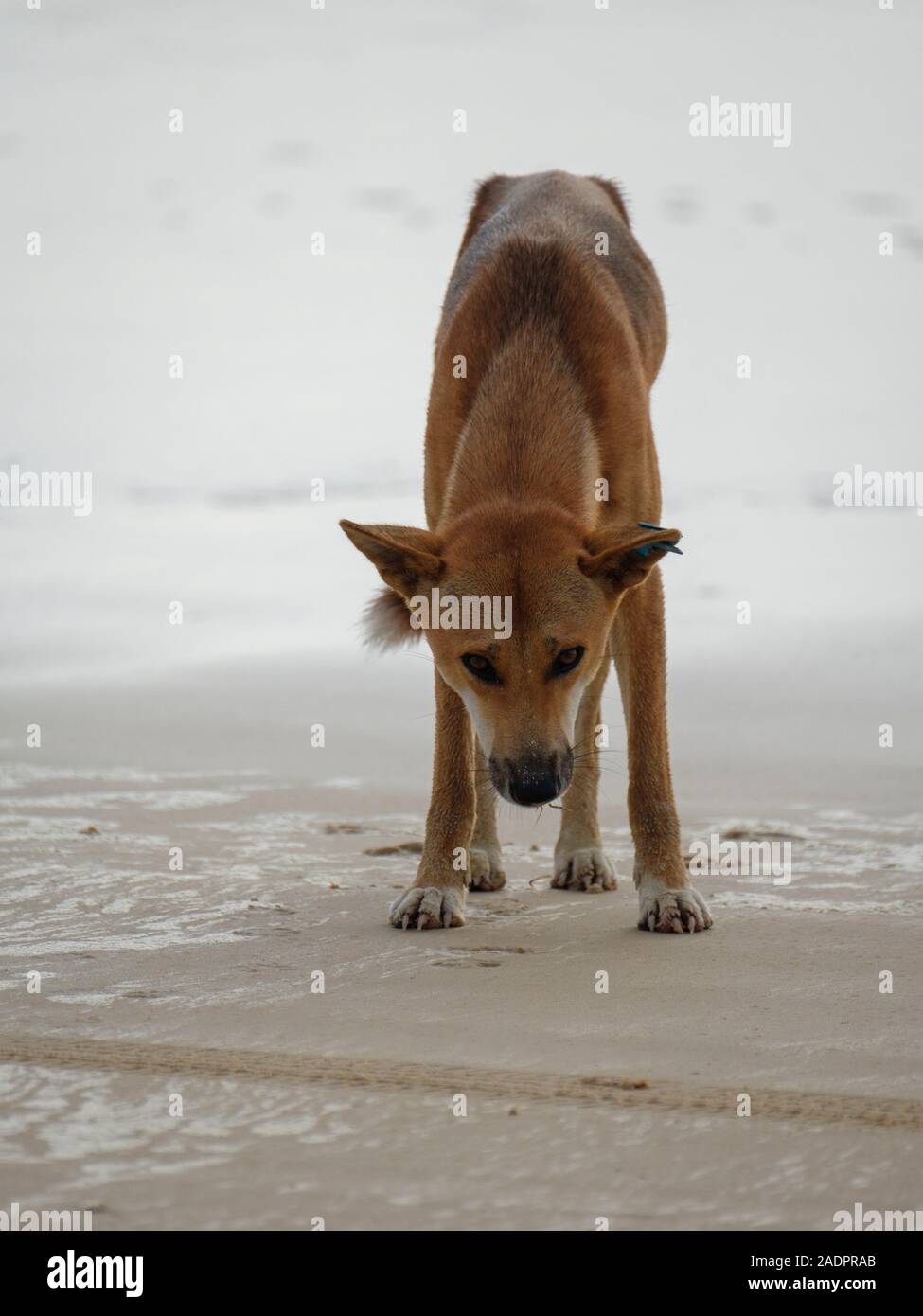 Dingo - Fraser Island Stock Photo - Alamy