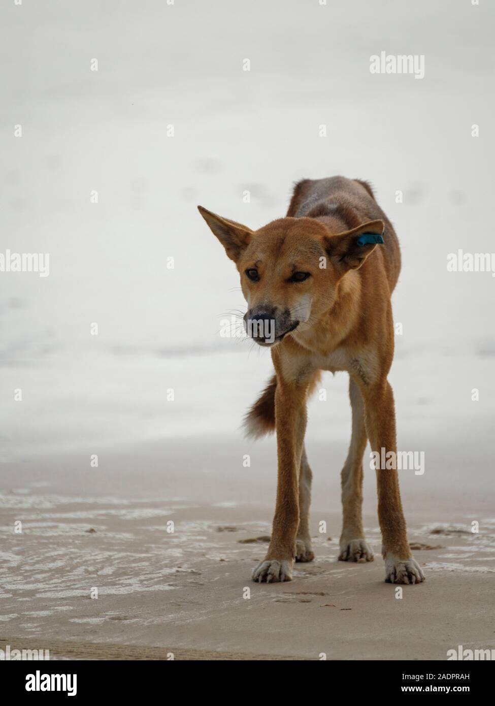 Dingo - Fraser Island Stock Photo - Alamy